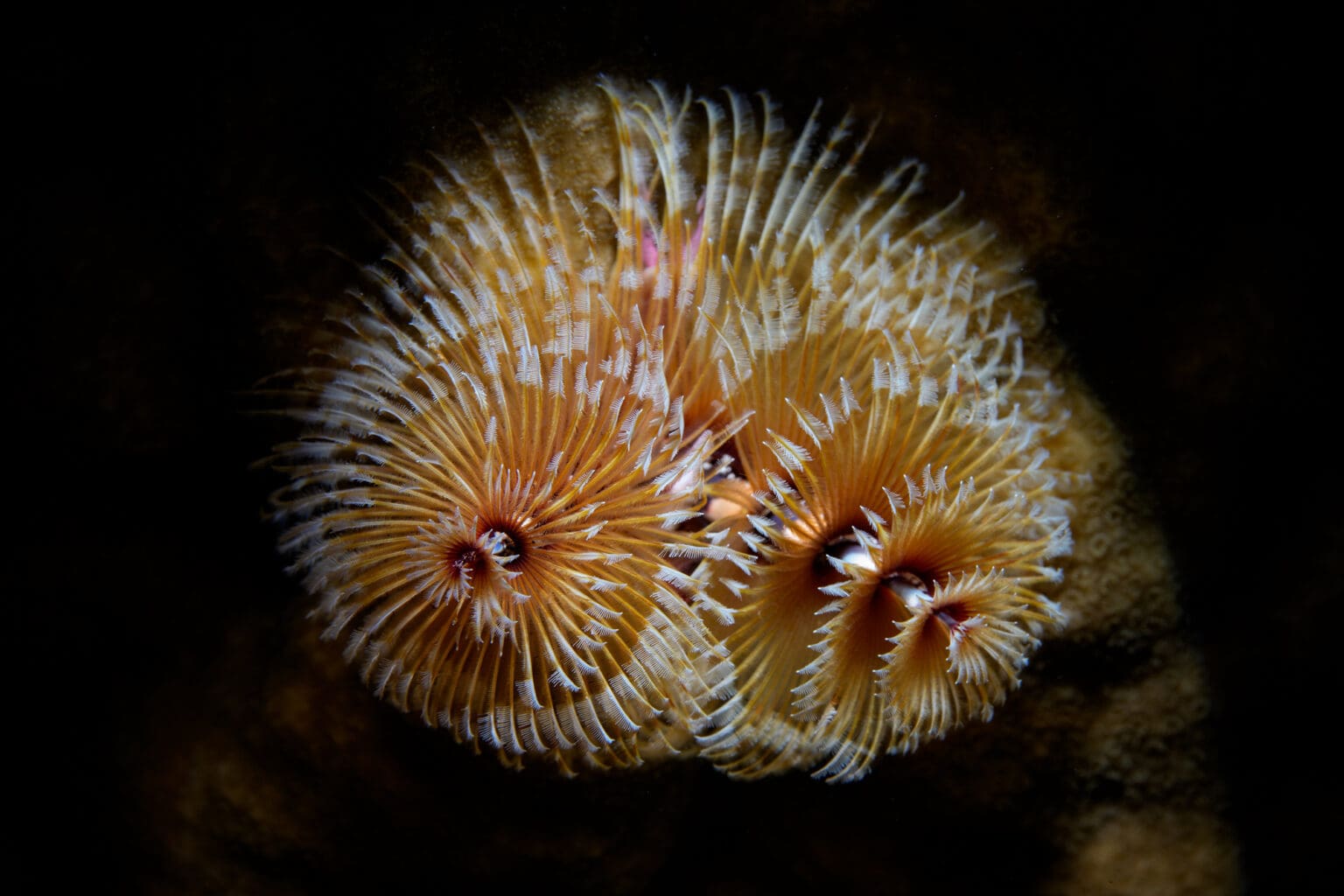 Backscatter Mini Flash 2 MF-2 Underwater Strobe Review - GEAR TESTS ...