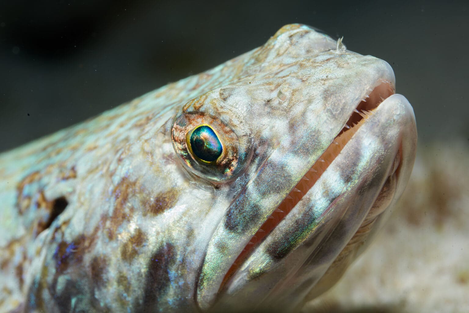 Backscatter Mini Flash 2 MF-2 Underwater Strobe Review - GEAR TESTS ...