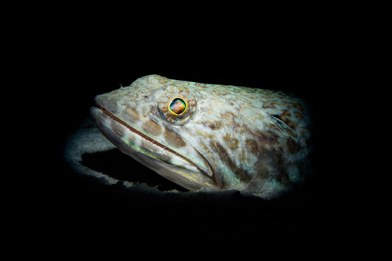 Backscatter Mini Flash 2 MF-2 Underwater Strobe Review - GEAR TESTS ...